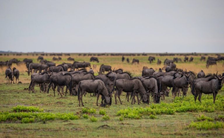 Activities to do in Liuwa plains national park